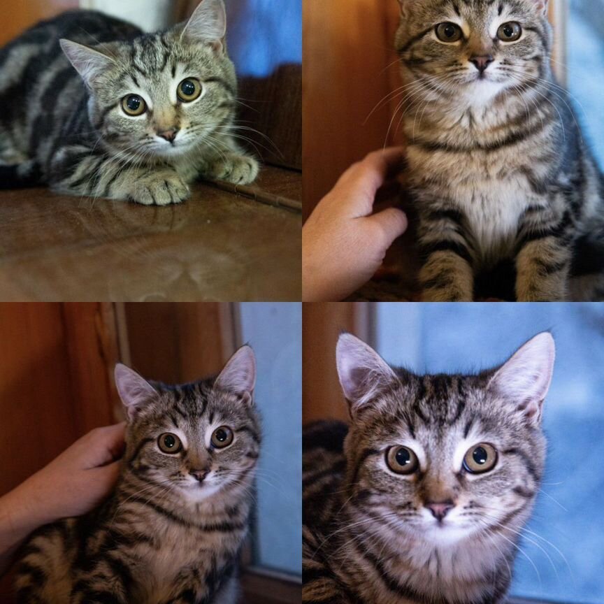 Котята девочки в добрые руки