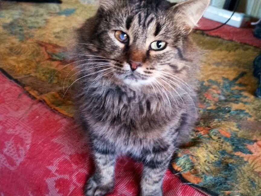 Кот Мурзик, кастрирован