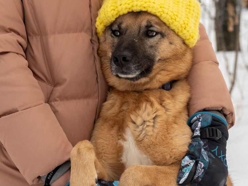 Собака в добрые руки