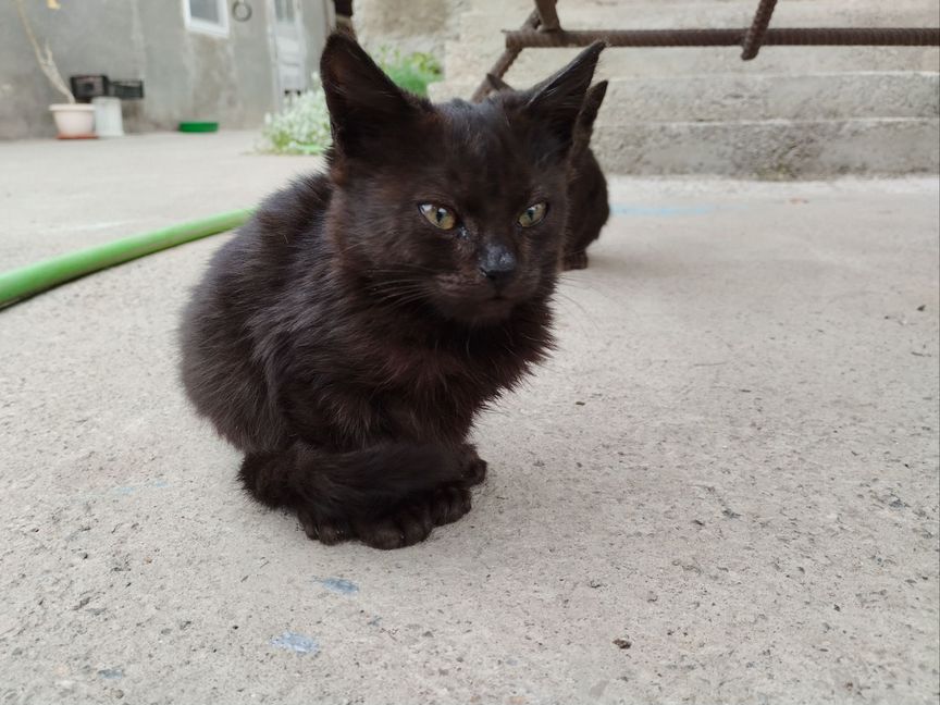 Кошки в добрые руки