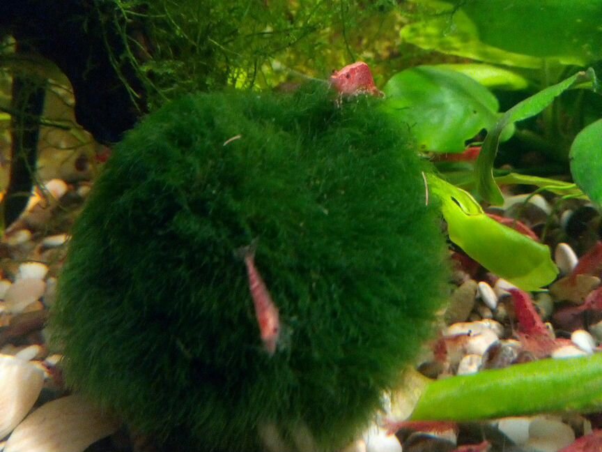 Креветки вишня