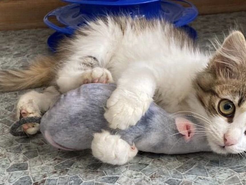 Малышка Симочка никому не нужный котенок ищет дом