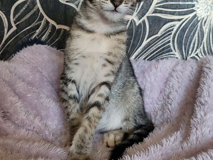 Ориентальная кошечка