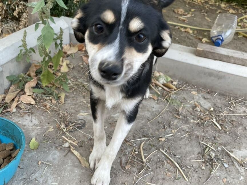 Щенки метисы в добрые руки