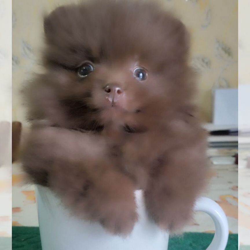 Шпиц мини померанский, девочка