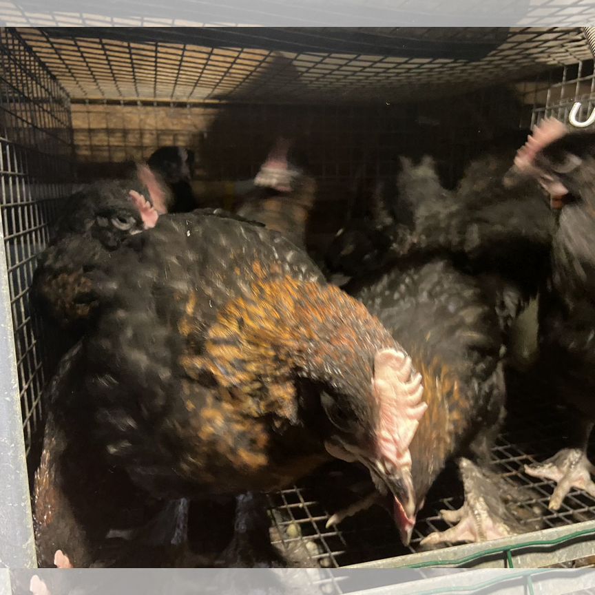 Петух маран черно медный