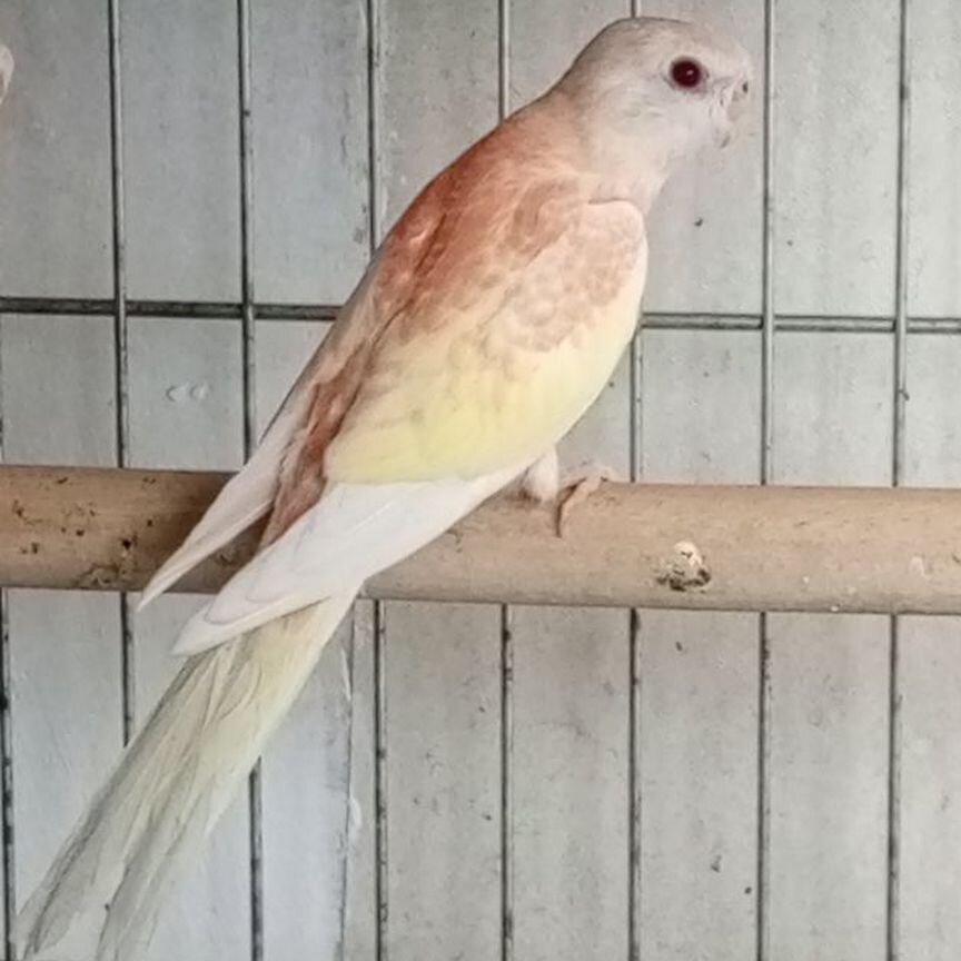 Розовобрюхий попугай