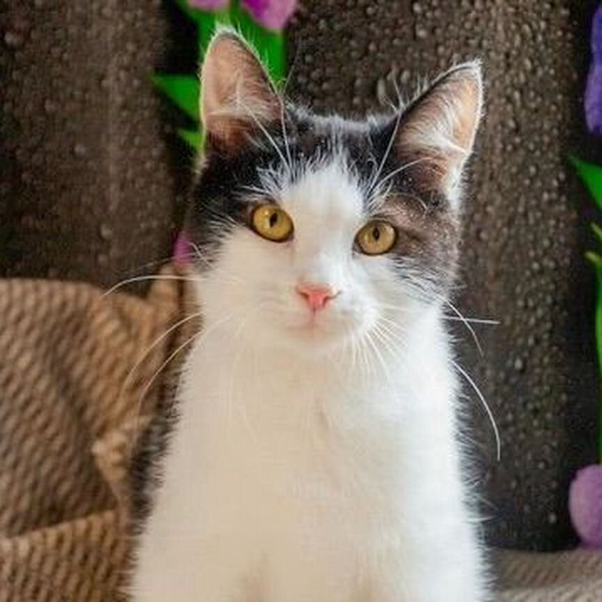 Котик Джонни