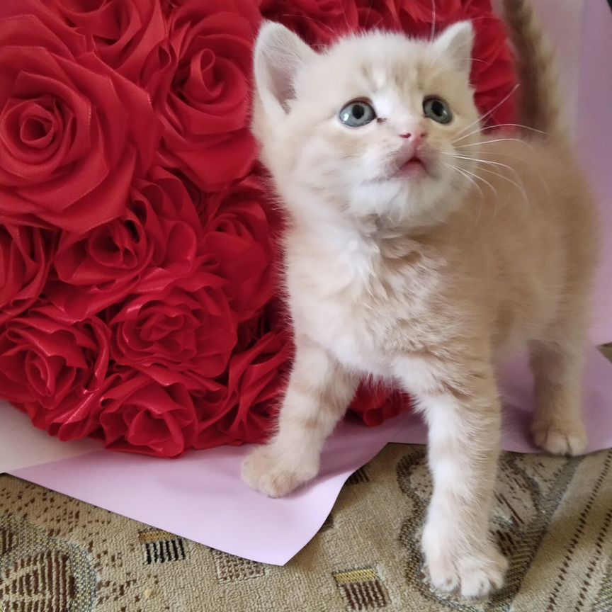 Пристраиваю котят