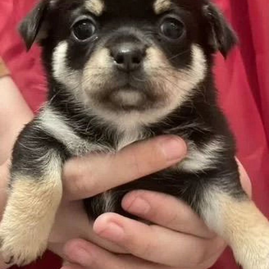 Щенки чихуахуа стандарт