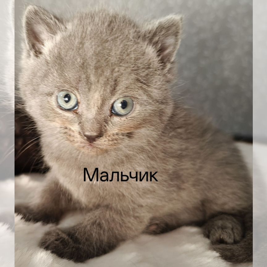 Персидский котёнок