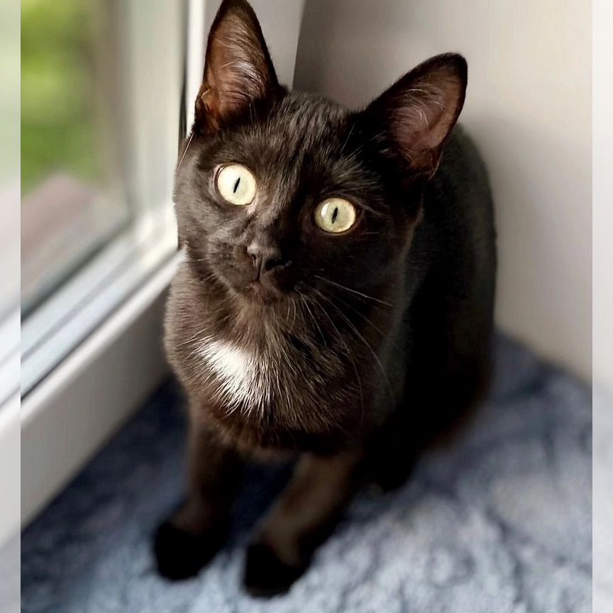 Котенок