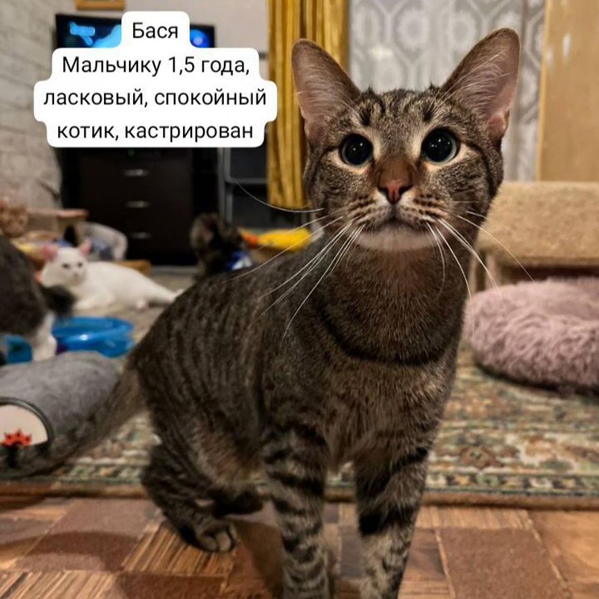 Кошки в ответственные руки