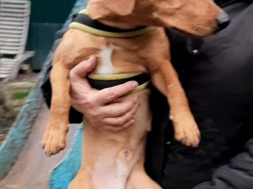 Такса метис