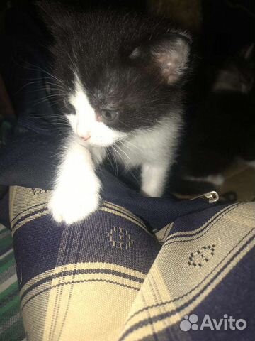 Чёрно-белое счастье, кошки, 1 месяц