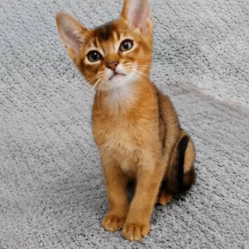 Абиссинский котёнок