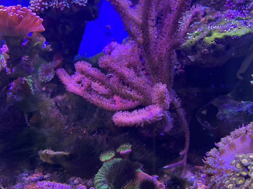 Кораллы для морского аквариума