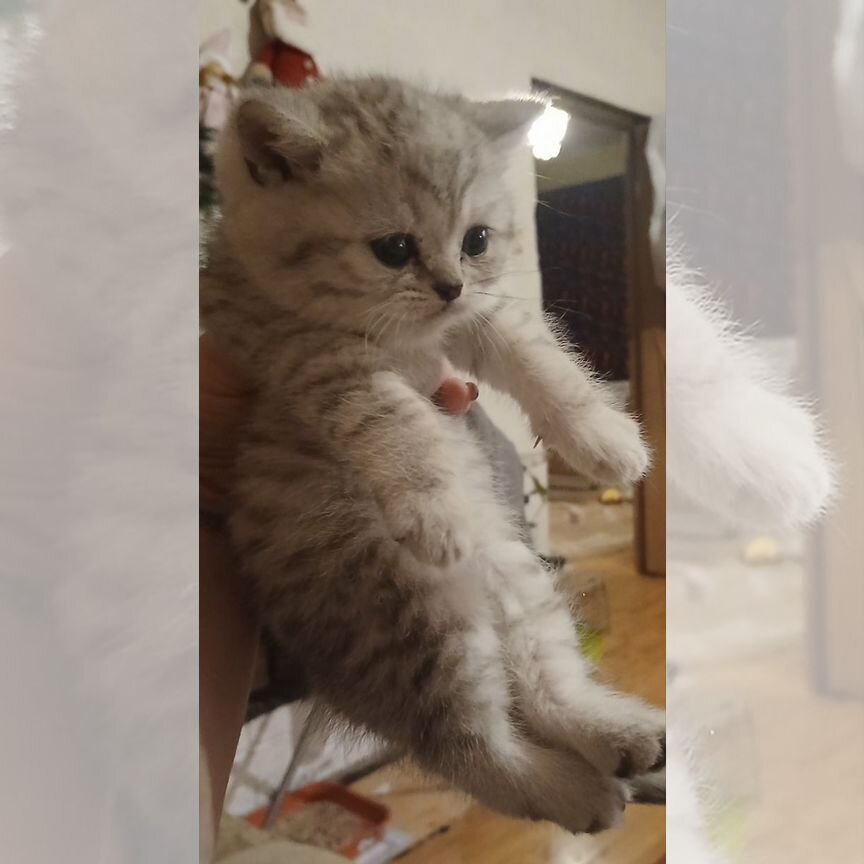 Британский короткошёрстный котёнок