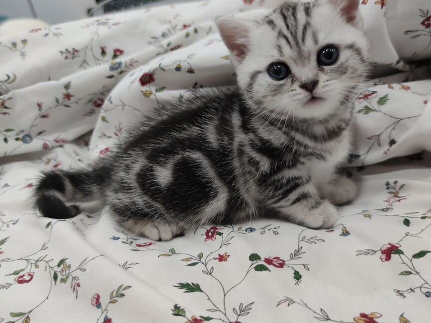 Британская мраморная