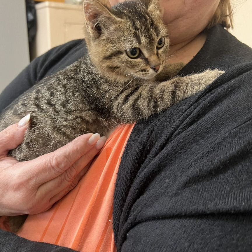 Котенок девочка 2 месяца котята