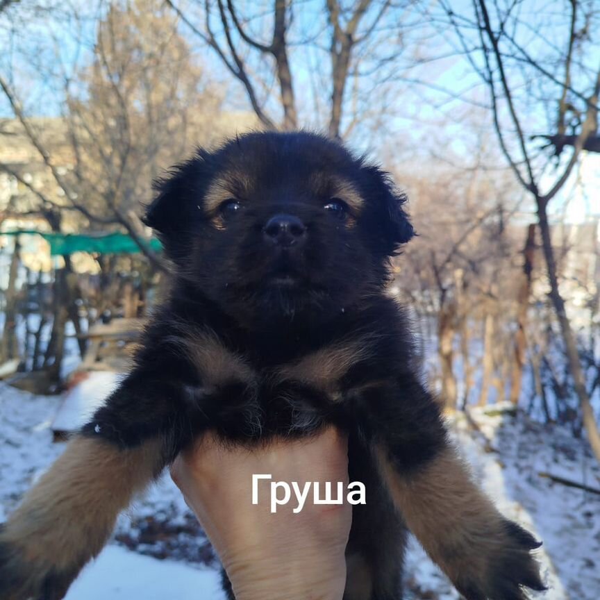 Щенки