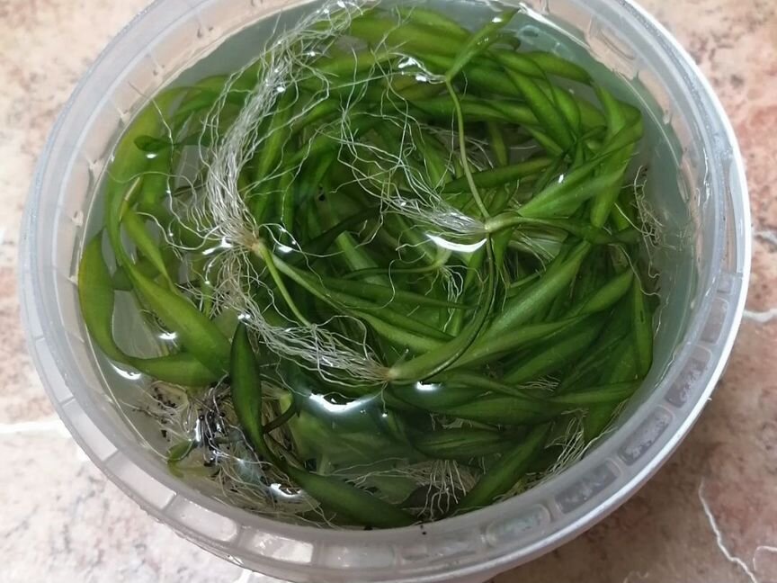 Валлиснерия спиральная