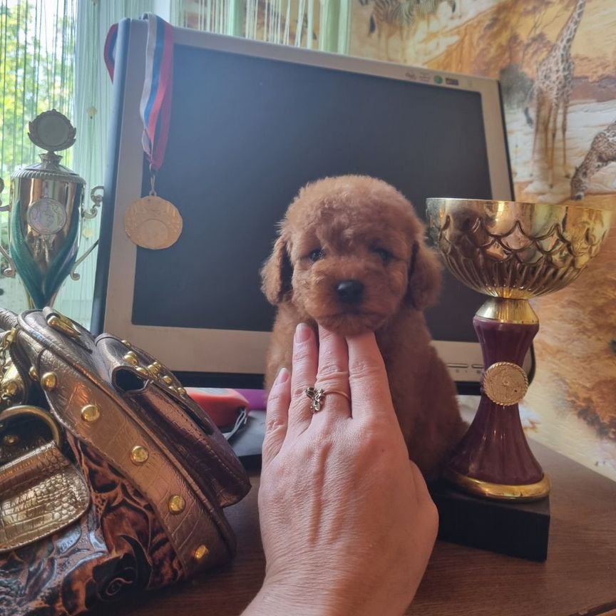 Той-пудель, щенок