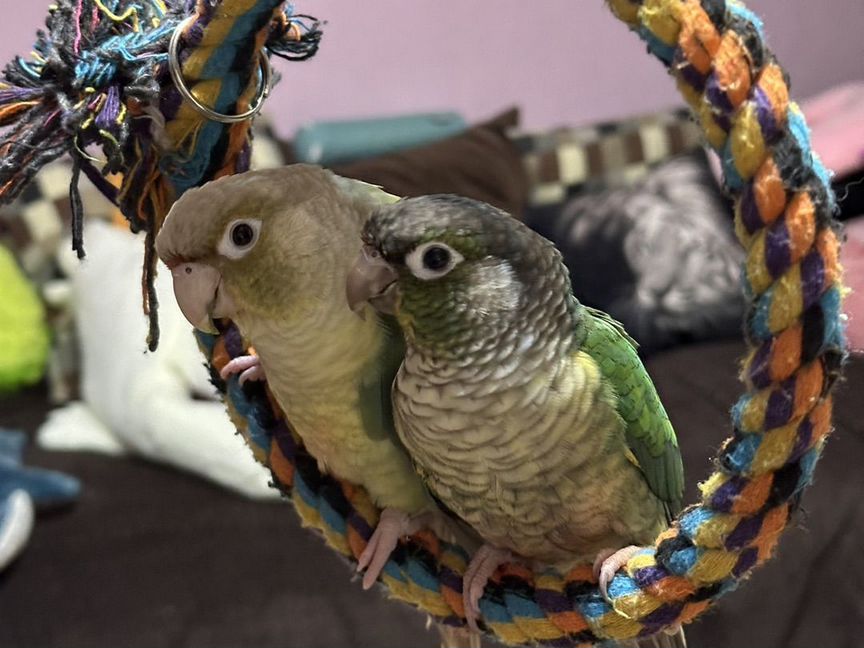 Ручные попугаи Перрура (пара)