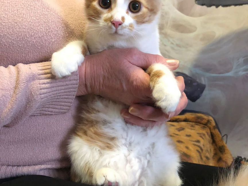 Рыжий котик