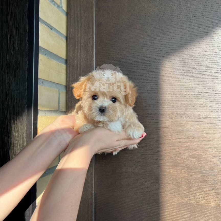 Мальтипу F1 мальчик