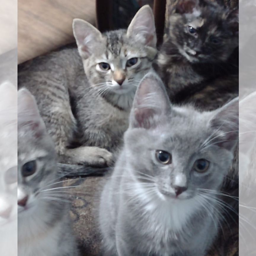 Котята