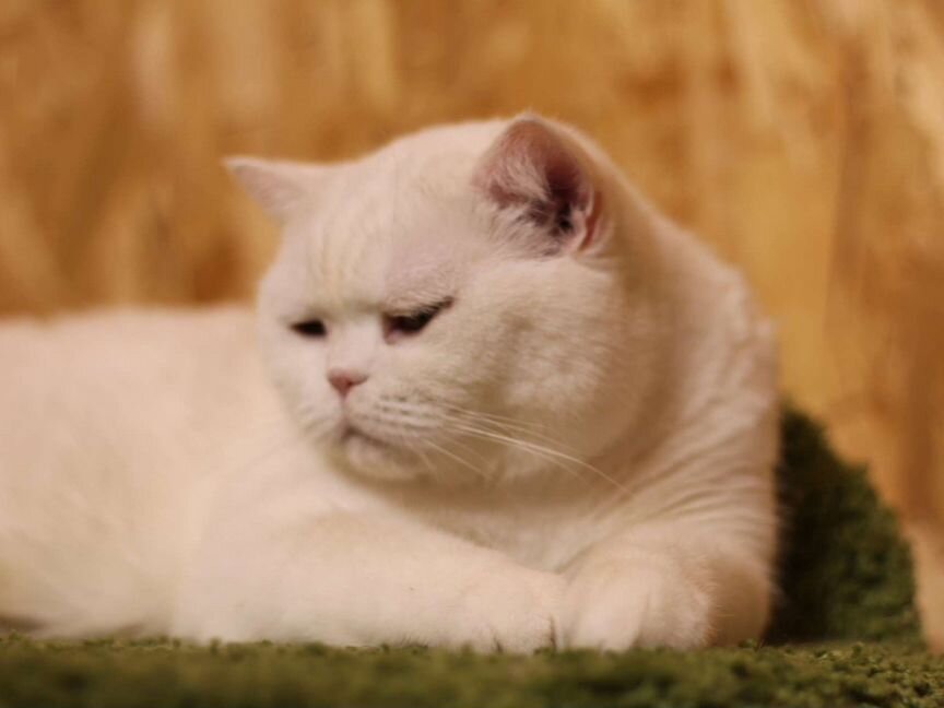 Белая кошка британская