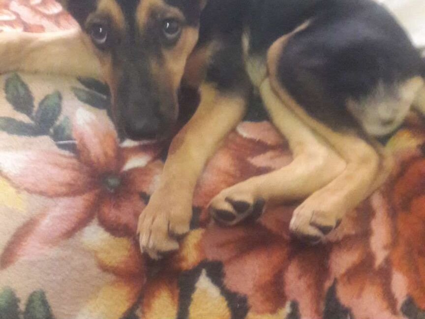 Помесь немца