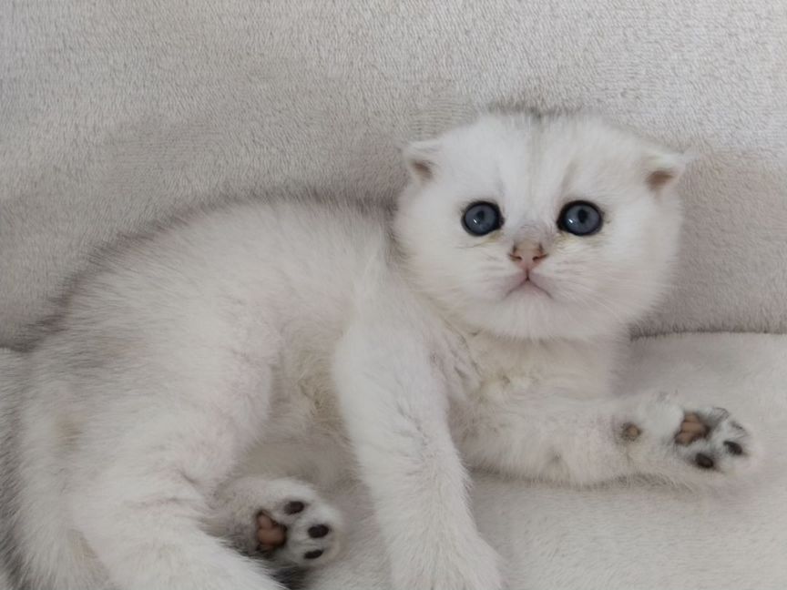 Шотландский котик