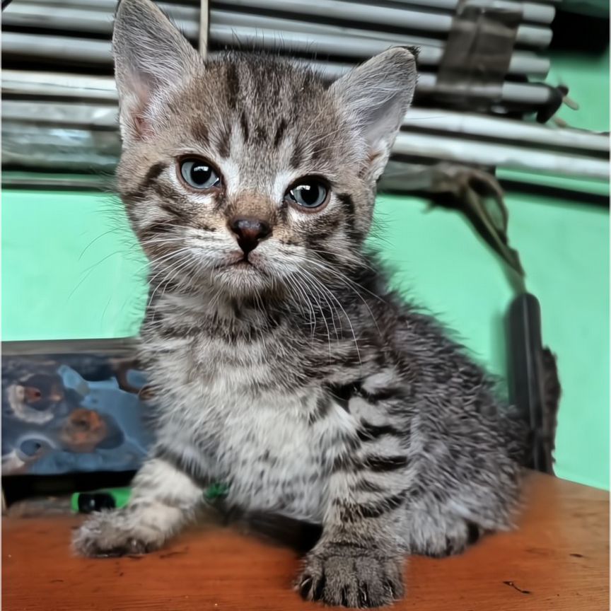 Котёнок в добрые руки