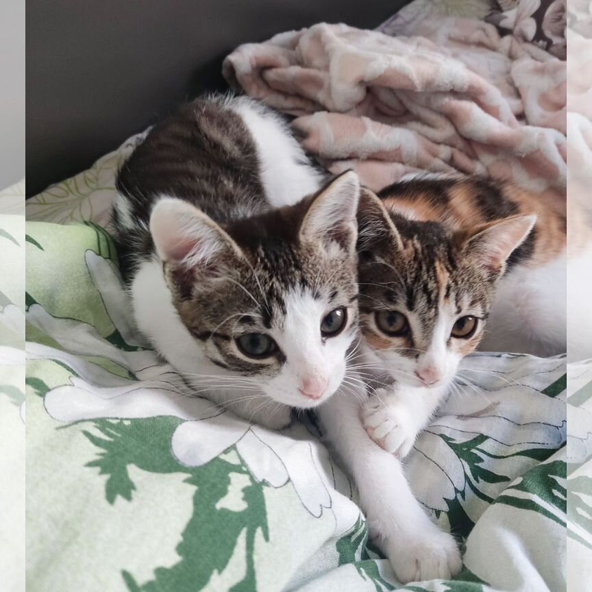 Кошечки сестрички