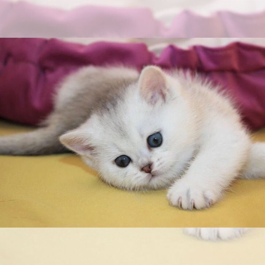 Британский короткошёрстный котёнок