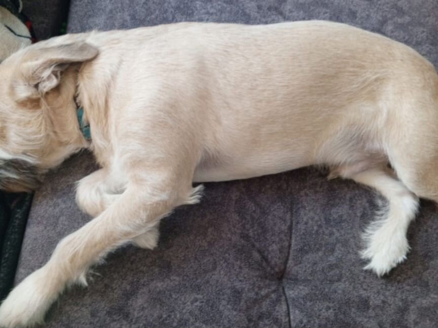 Лучший пес В лучшие руки