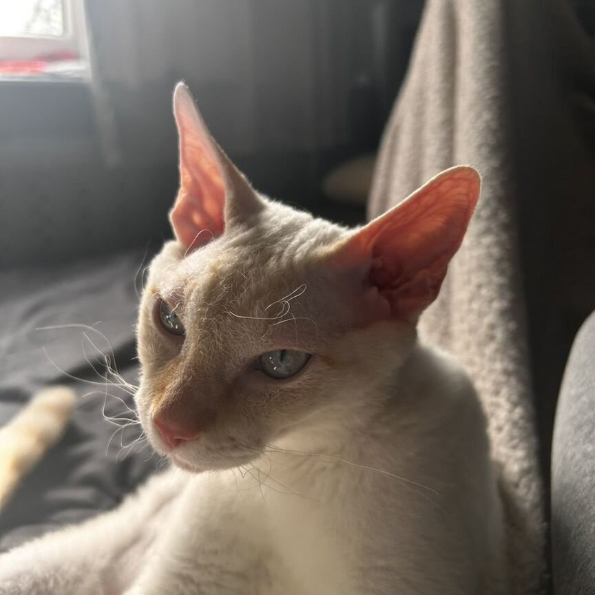 Котенок Донского сфинкса