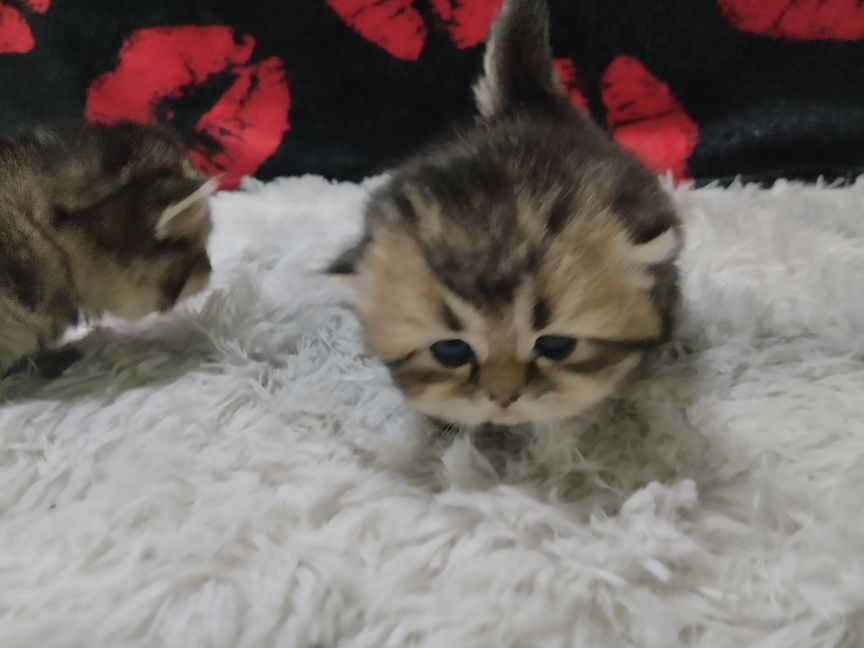 Маленькая шотландская девочка