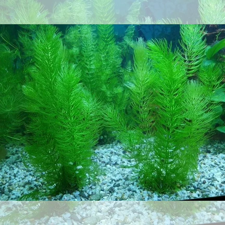 Водоросли для аквариума