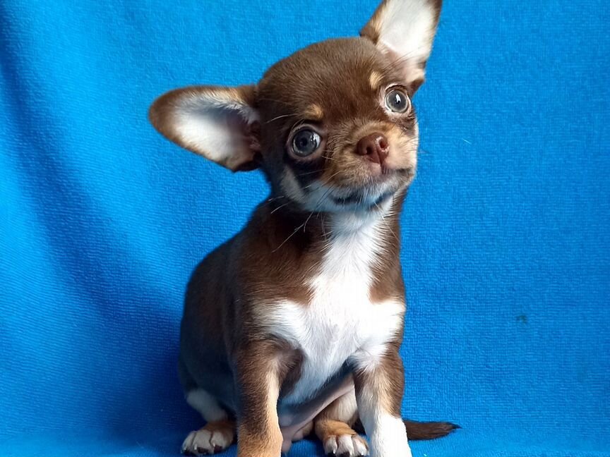 Шоколадный мальчик чихуахуа