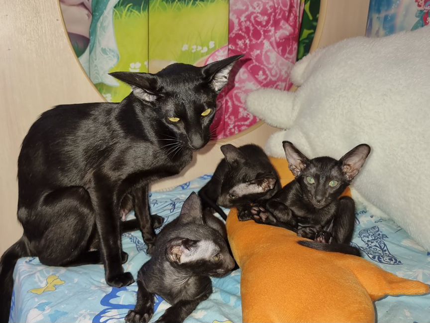 Ориентальные котята