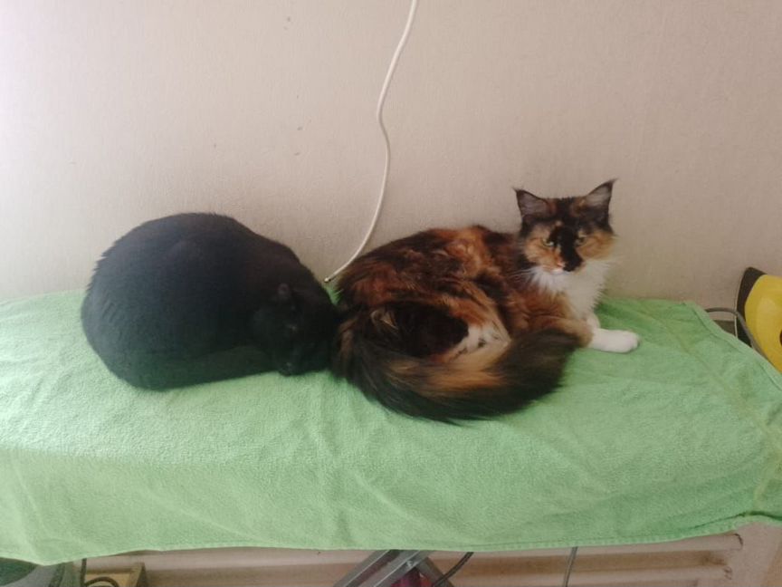 Кошка мейн-кун