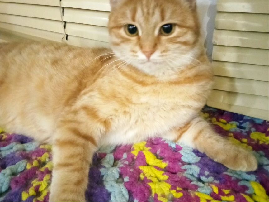 Кошка