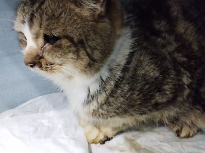 Бедный котик ждет хозяина,некому забрать котика