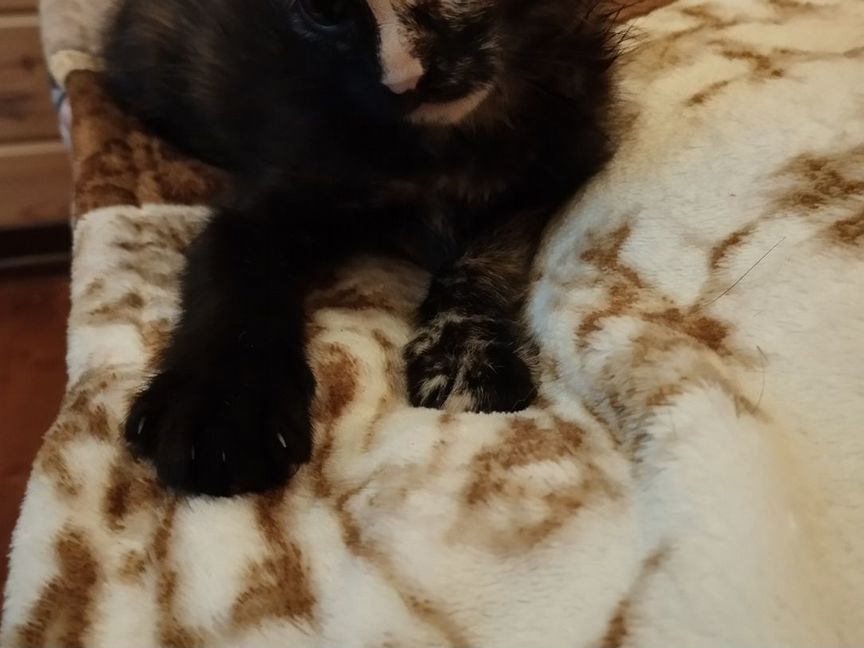 Котенок