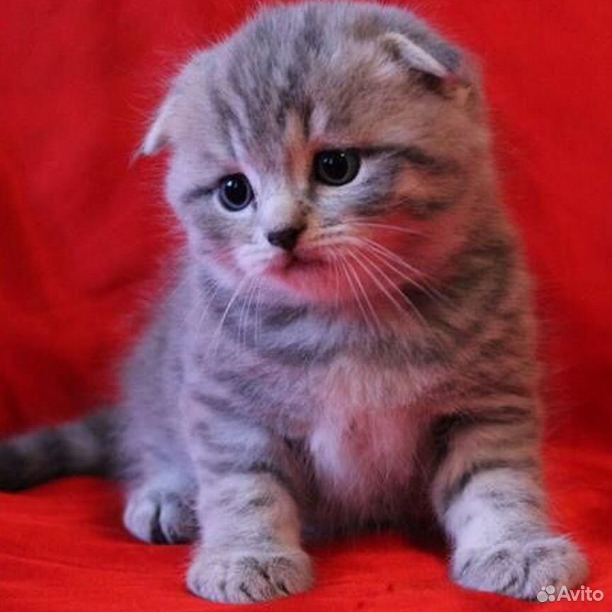 Шотландская вислоухая Вискас