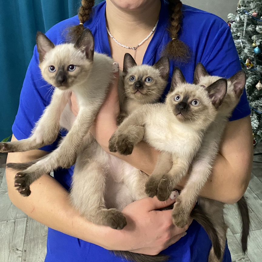 Тайские котята