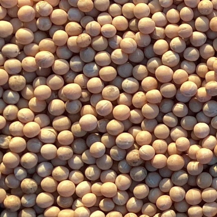 Горох усатый кормовой